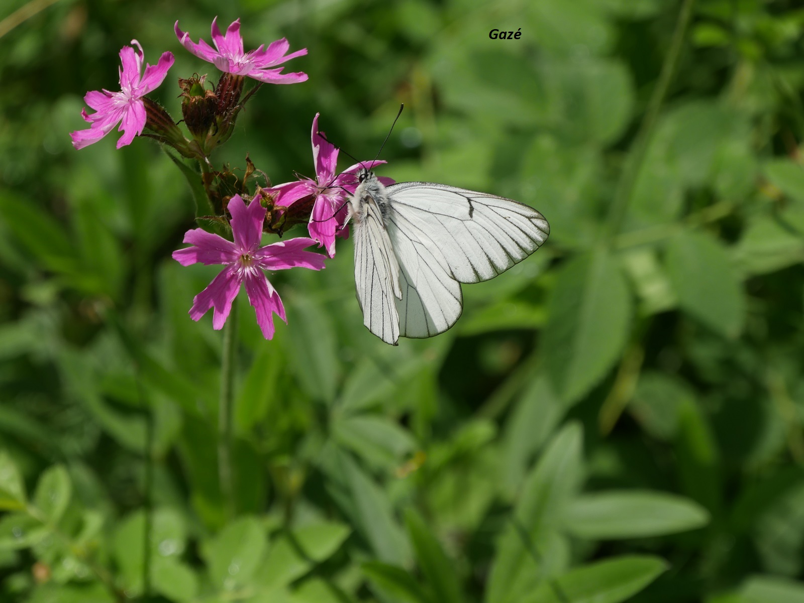 SUIVI PAPILLONS - Gorges de Daluis